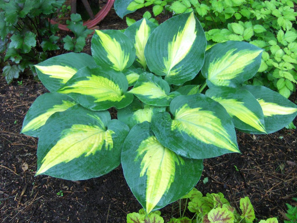 Trivia – Edible Hosta – Northern Wisconsin Hosta Society